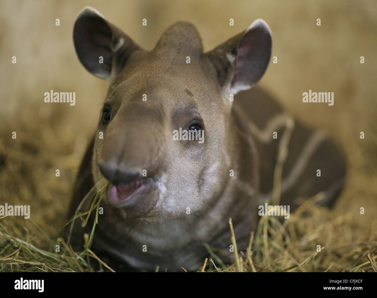 Animal tapir hi-res stock photography and images - Alamy
