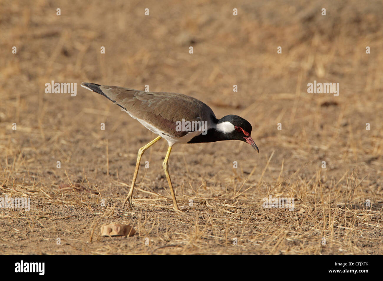 Red Wattled Lapwing Stock Photo - Alamy