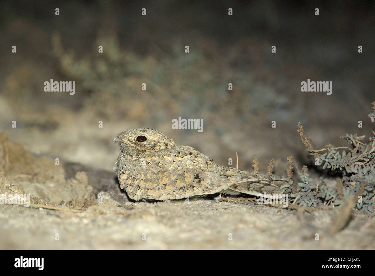 Syke's Nightjar in the Little Rann of Kutch Stock Photo - Alamy