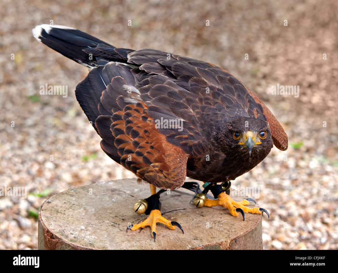 Harris hawk uk hi-res stock photography and images - Alamy