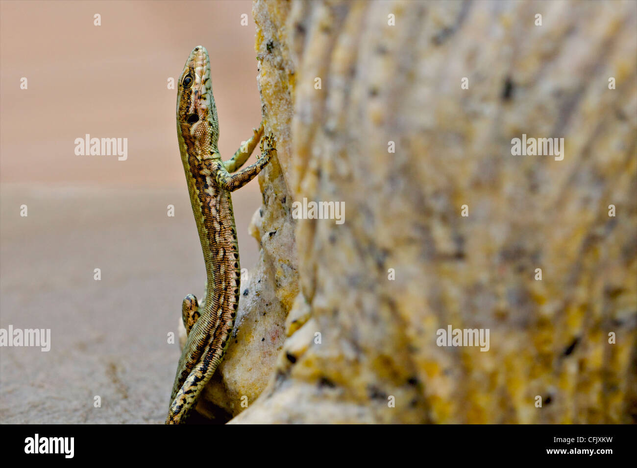 A lizard trying to climb a rock Stock Photo - Alamy