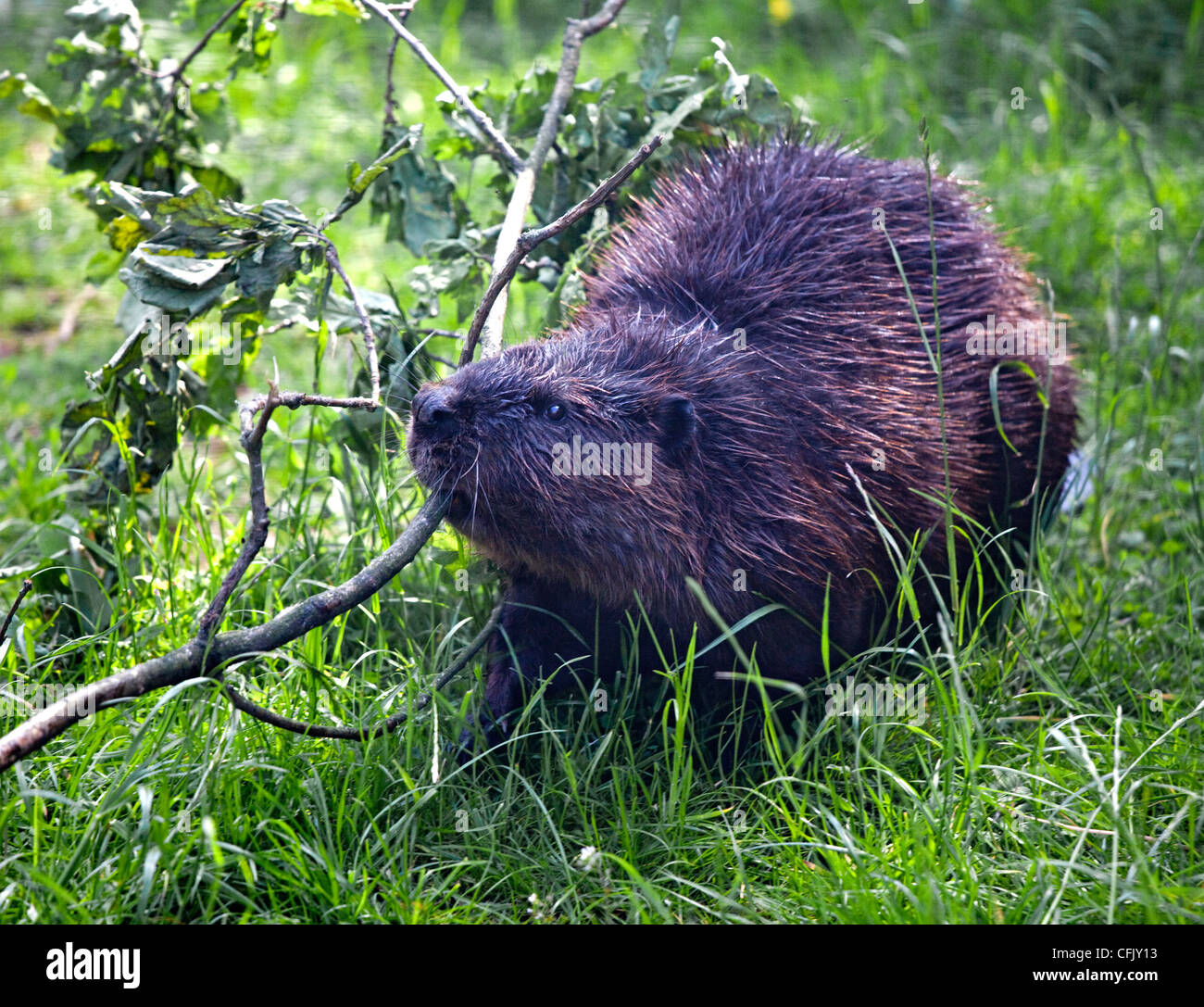 European Beaver (castor fiber) gnawing on branch Stock Photo - Alamy