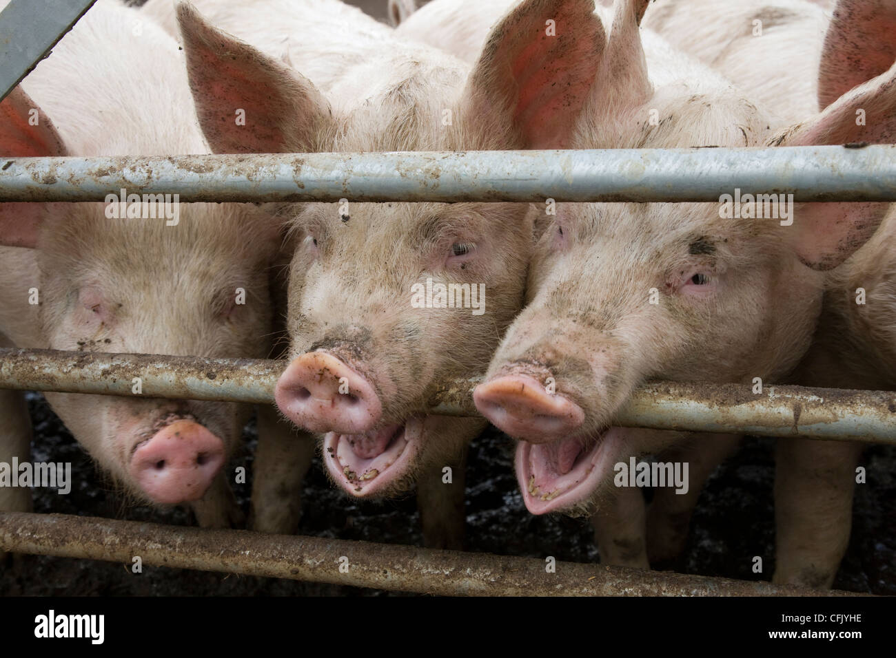 Pig pen hi-res stock photography and images - Alamy