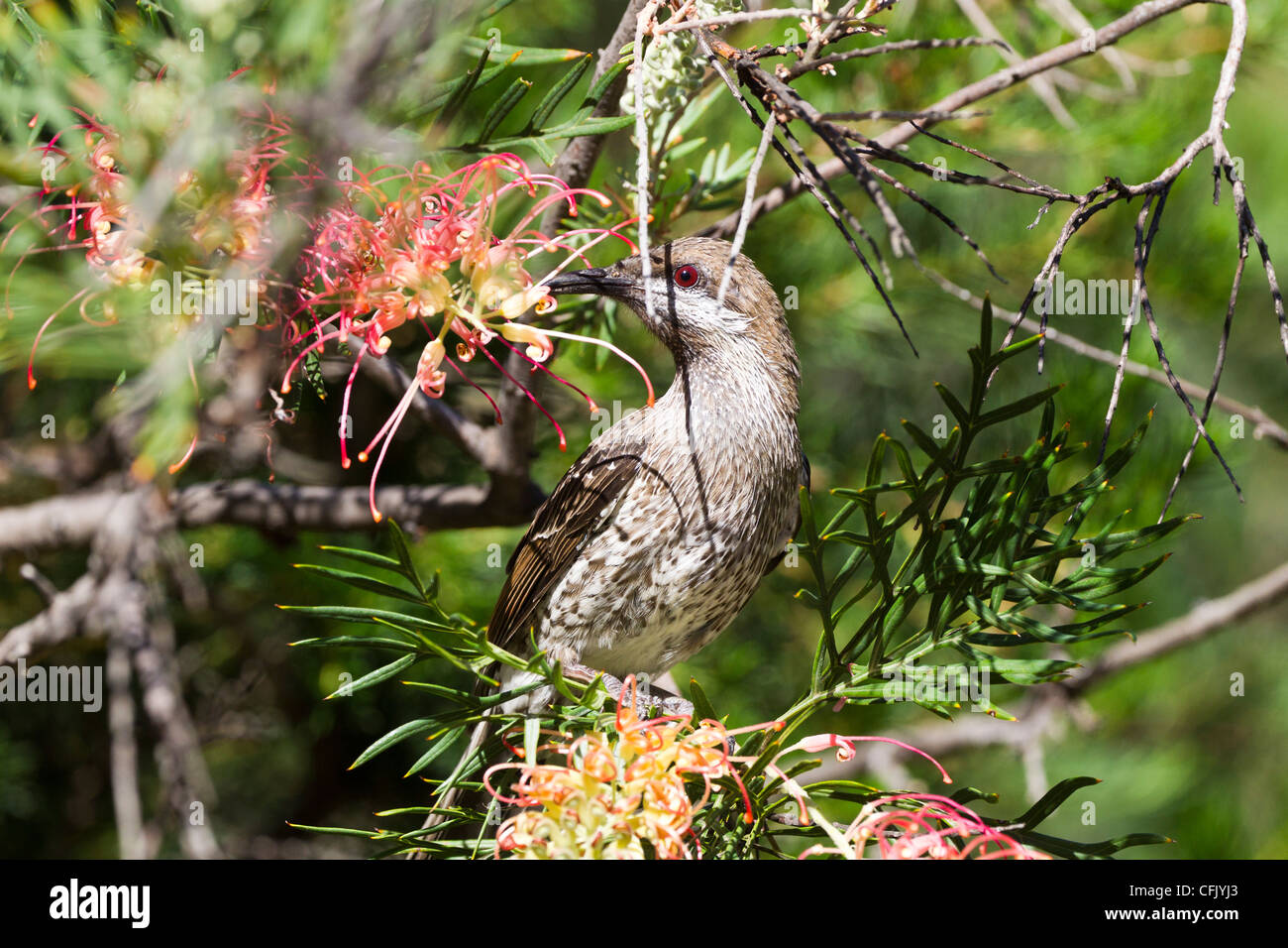 Western wattlebird hi-res stock photography and images - Alamy