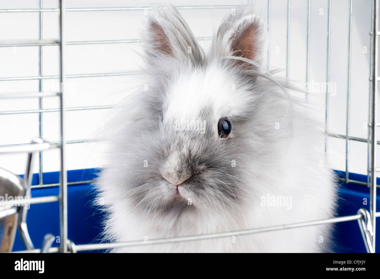 Angora rabbit hi-res stock photography and images - Alamy