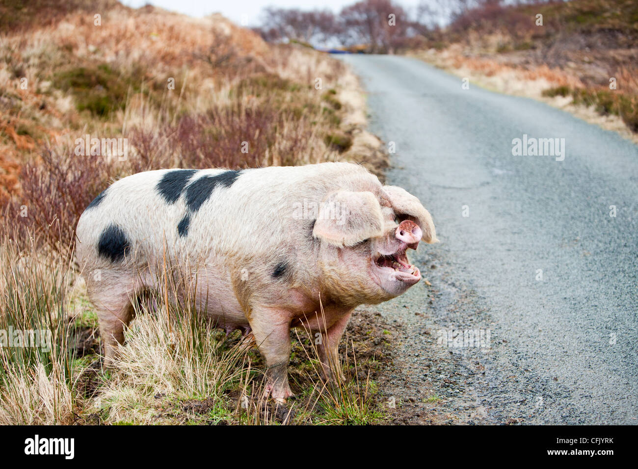 Free range pigs on Raasay, Scotland, UK Stock Photo - Alamy