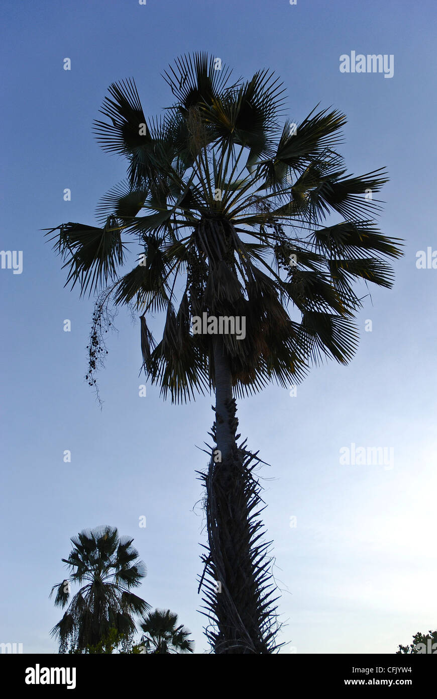 Carnauba wax palm hi-res stock photography and images - Alamy