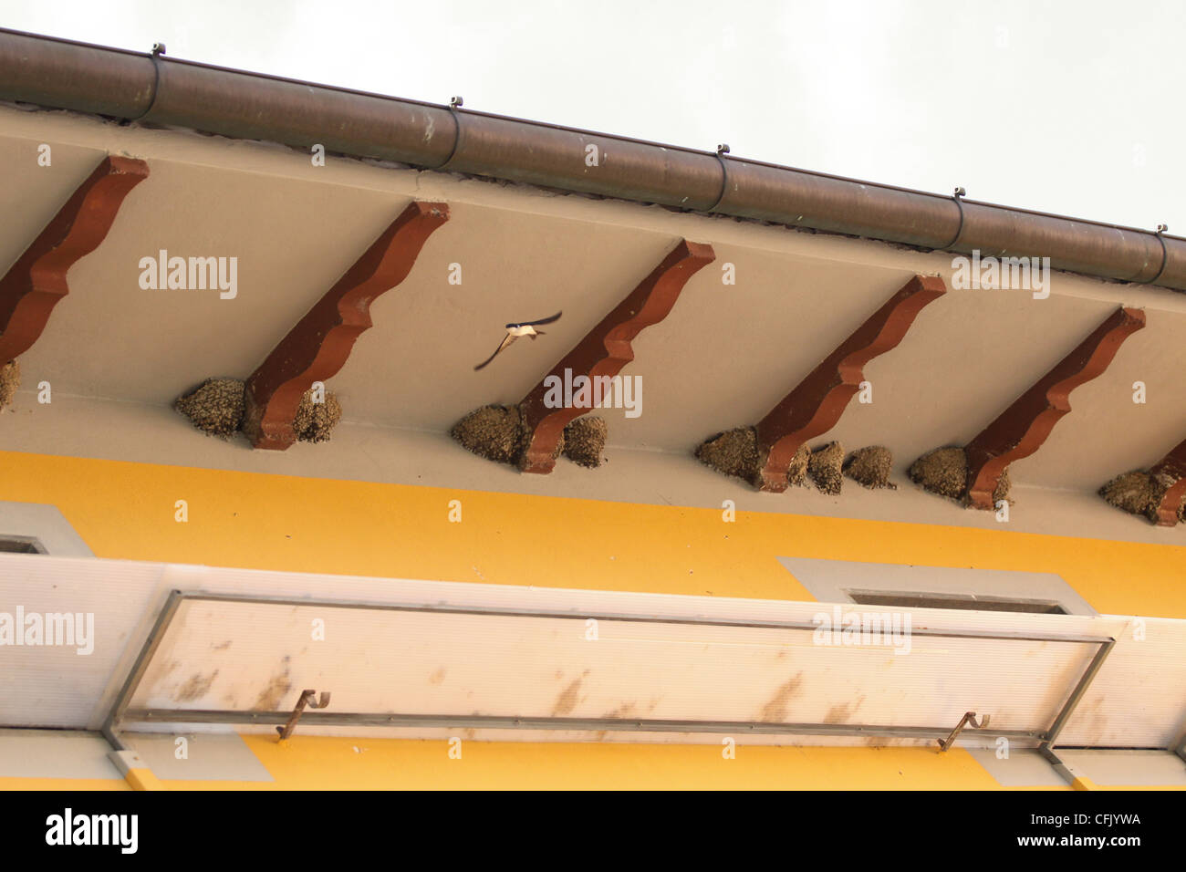 Nidi di rondine hi-res stock photography and images - Alamy