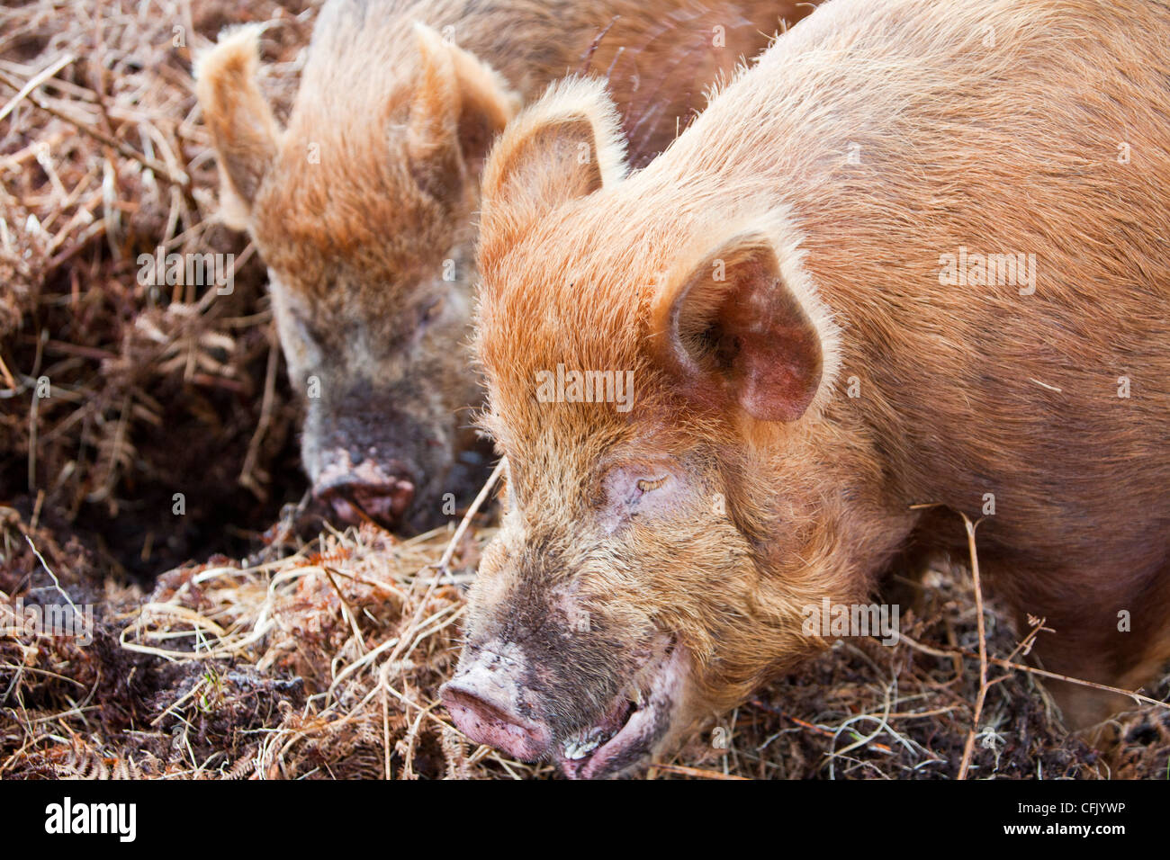 Free range pigs on Raasay, Scotland, UK Stock Photo - Alamy
