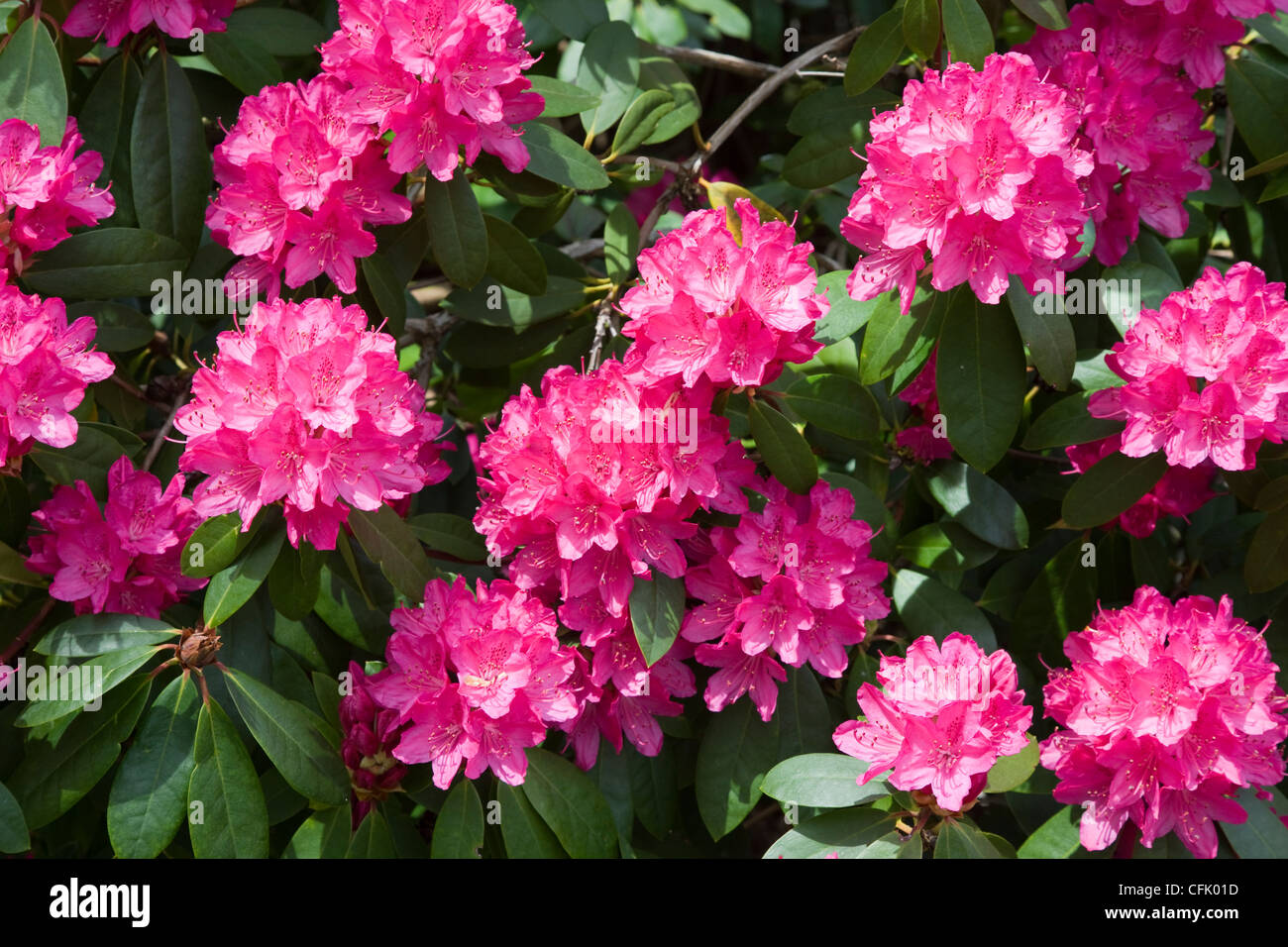 Rhododendron flowers on a rhododendron bush Stock Photo - Alamy