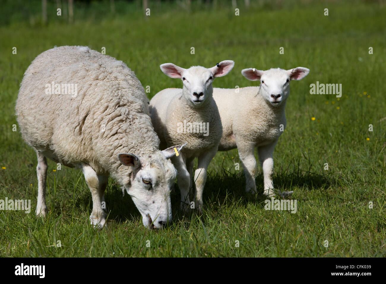 English lambs in spring hi-res stock photography and images - Alamy