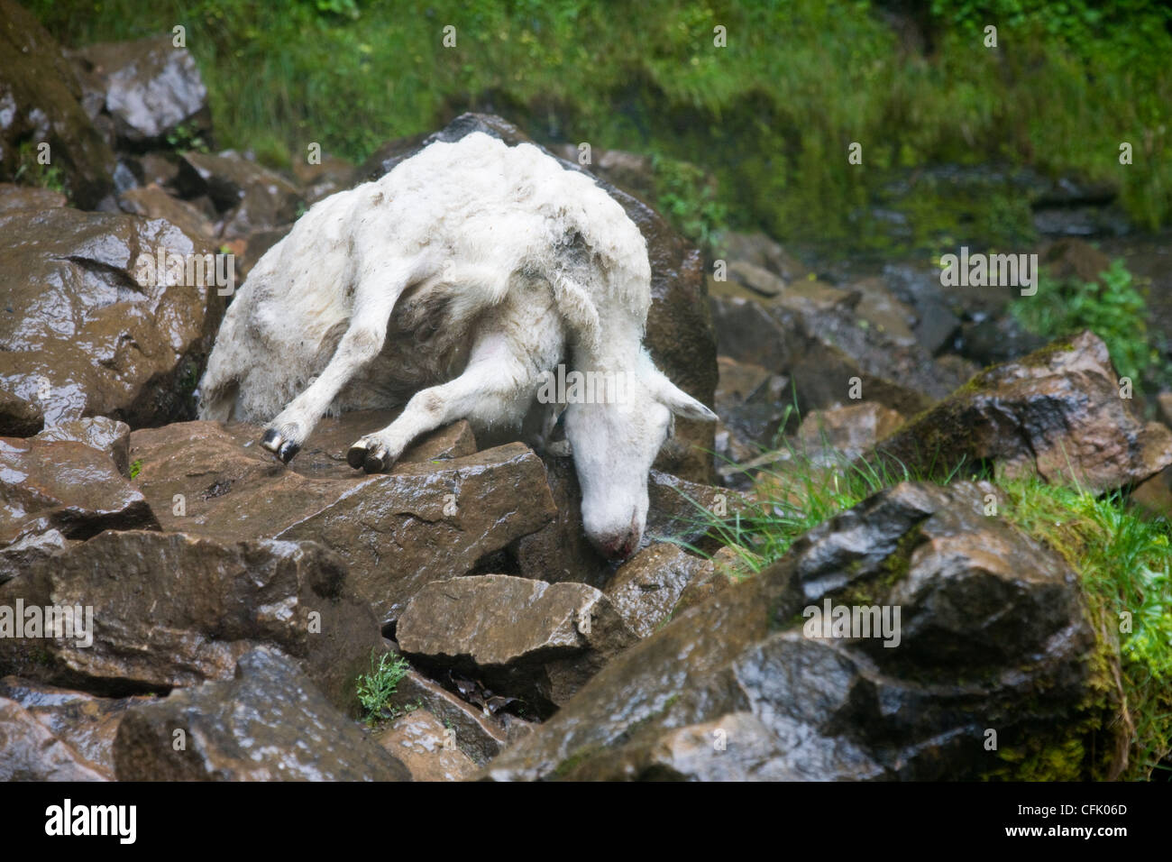 Dead sheep hi-res stock photography and images - Alamy