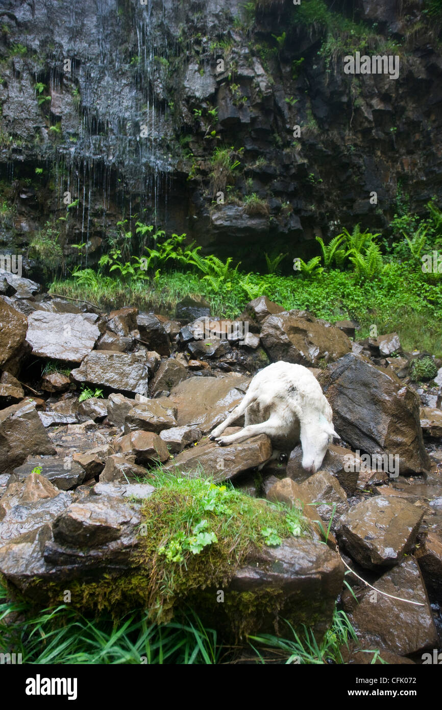 Dead sheep hi-res stock photography and images - Alamy