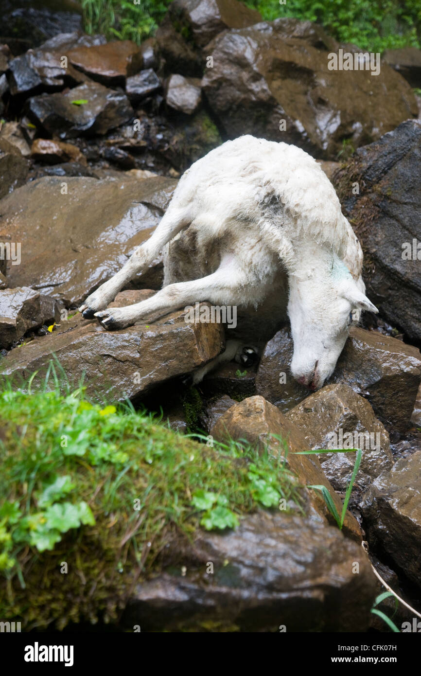 A dead sheep on rocks having plunged to its death from the top of a ...