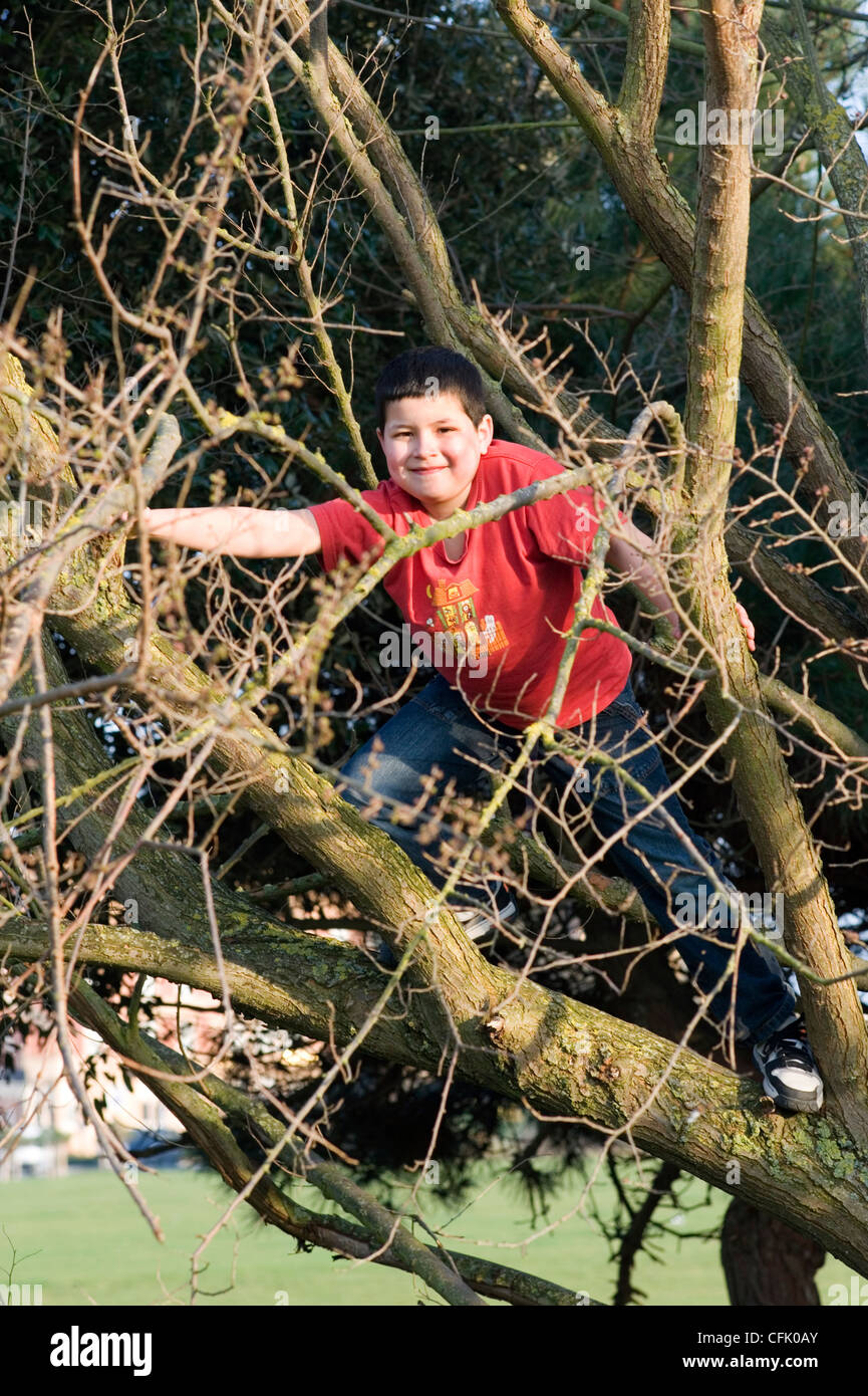 young boy climbing tree in seafront park Stock Photo - Alamy
