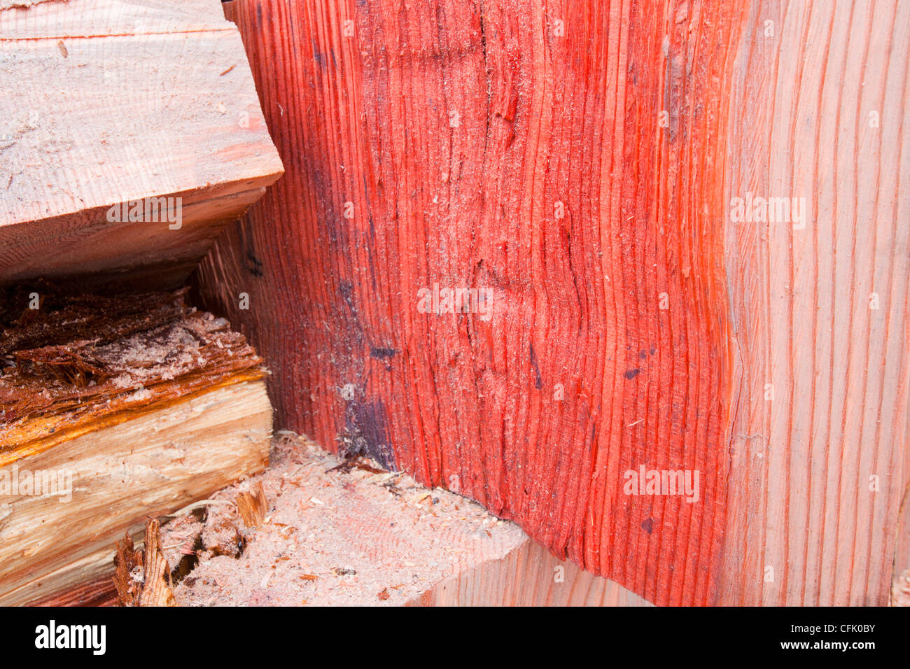 A massive Cedar tree that was infected with honey Fungus is chopped ...