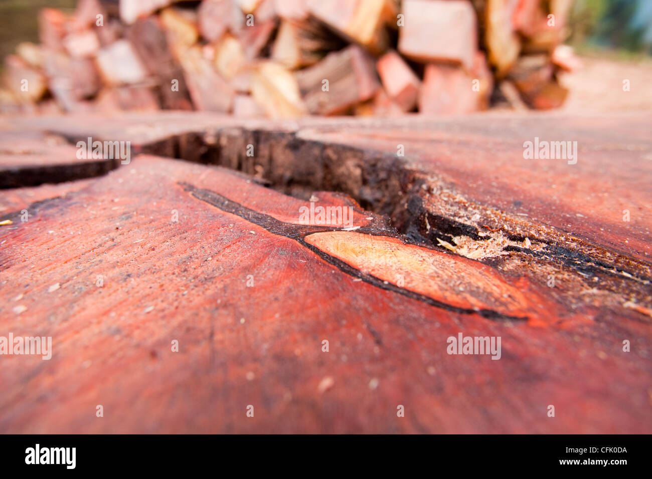 A massive Cedar tree that was infected with honey Fungus is chopped ...