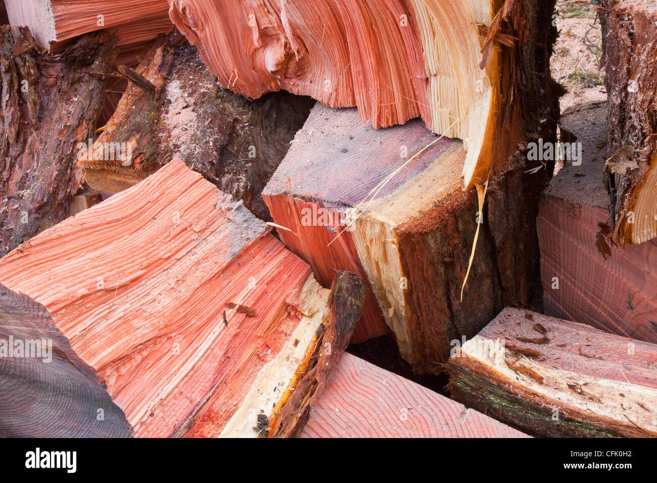A massive Cedar tree that was infected with honey Fungus is chopped ...