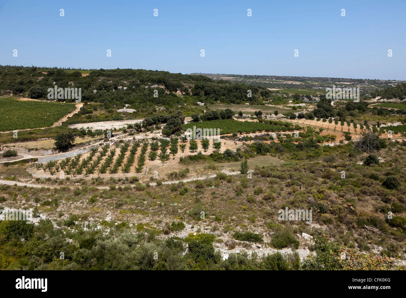 Vines and olive trees planted in poor soil near Minerve, Languedoc ...
