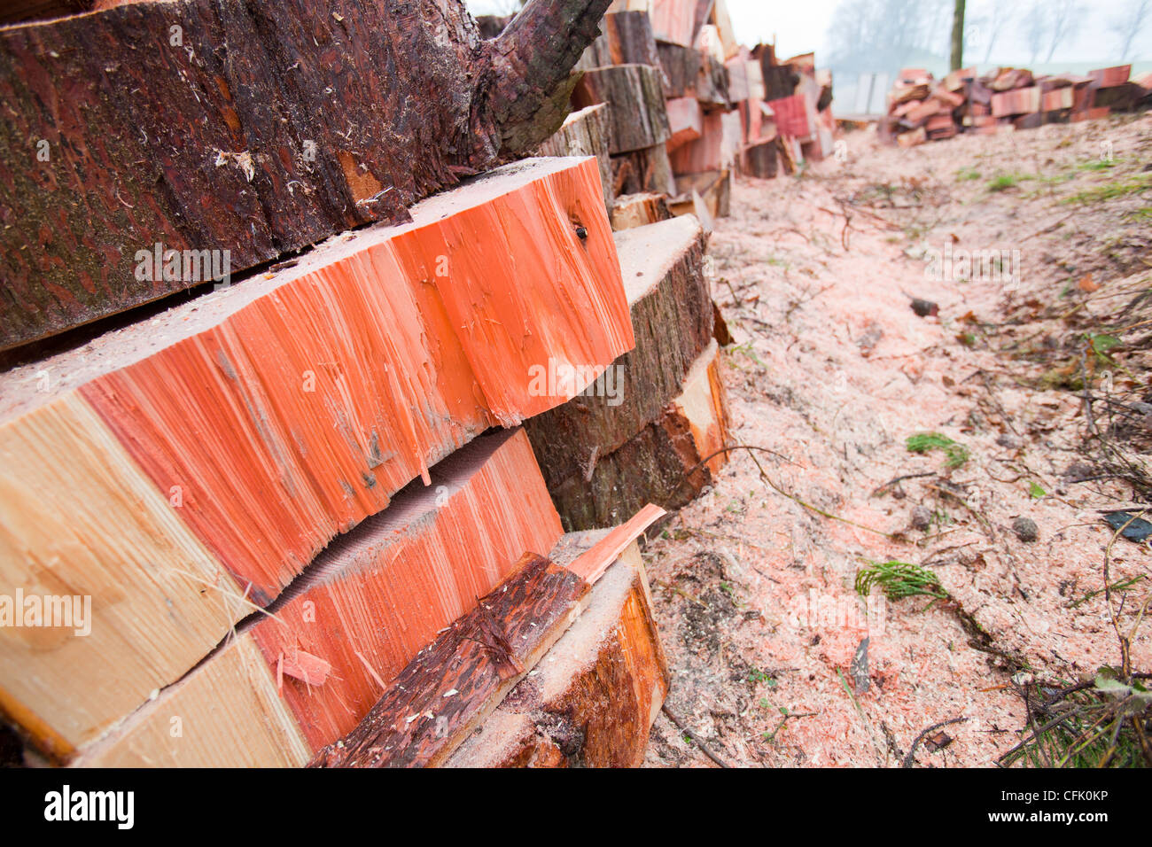 A massive Cedar tree that was infected with honey Fungus is chopped ...