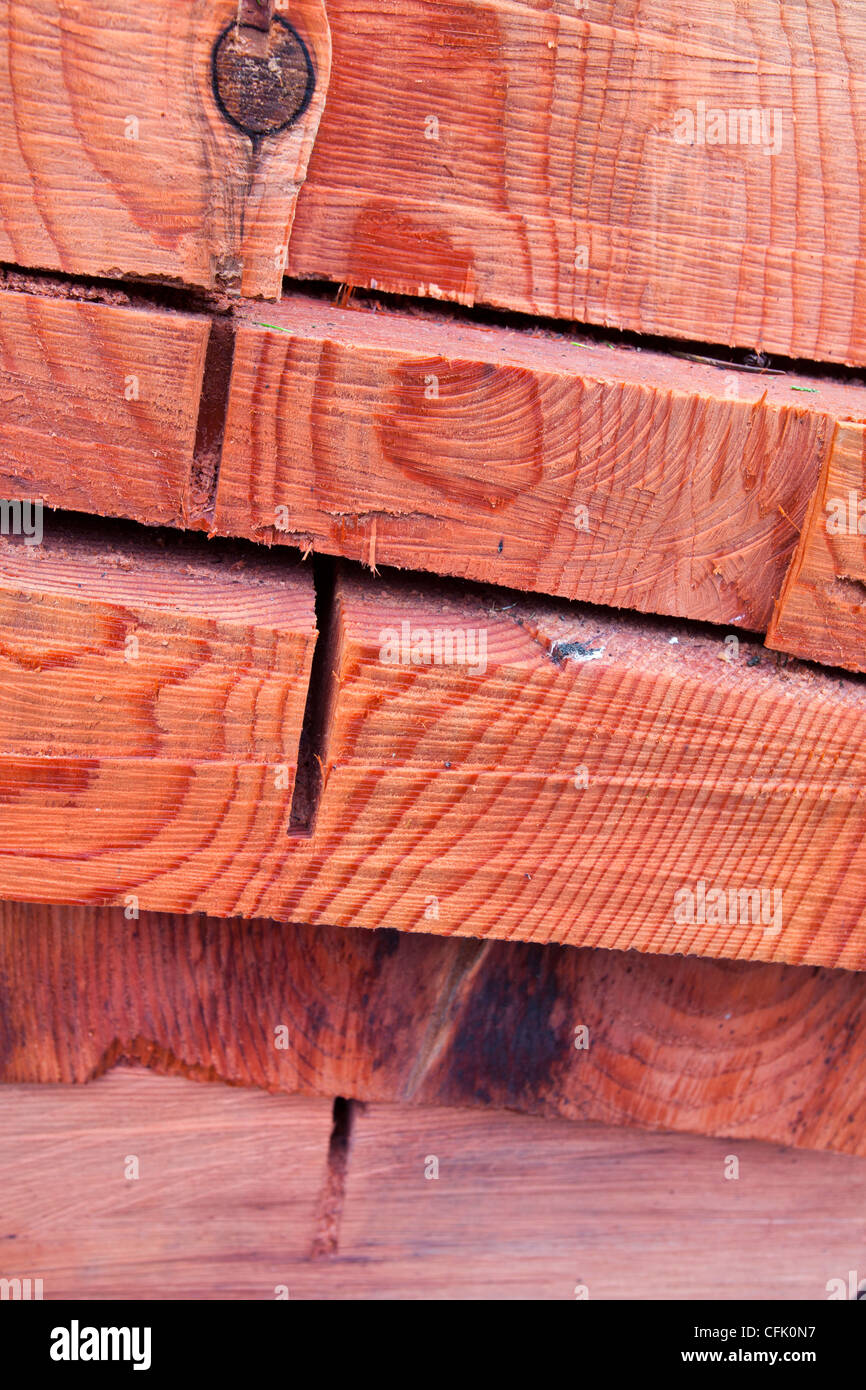 A massive Cedar tree that was infected with honey Fungus is chopped ...