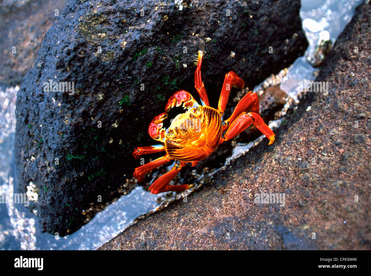 Sally Light foot crab (Graspsus grapsus Stock Photo - Alamy