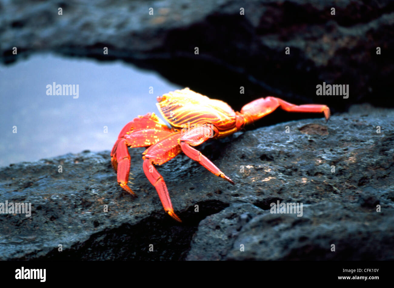 Sally Light foot crab (Graspsus grapsus Stock Photo - Alamy