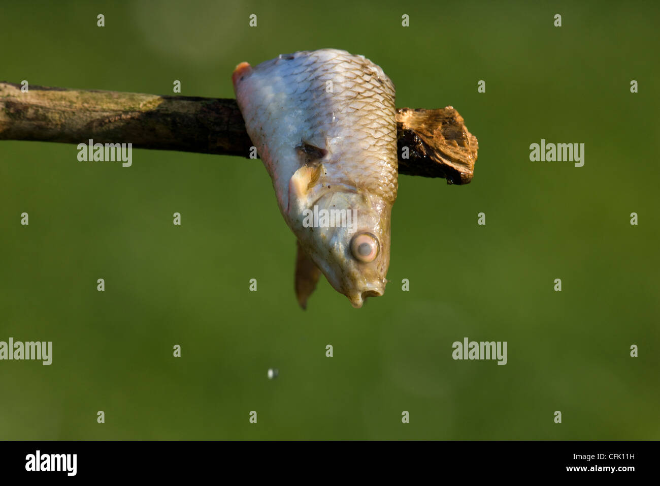 Dead fish, fished from a fishing lake, on the end of stick Stock Photo ...