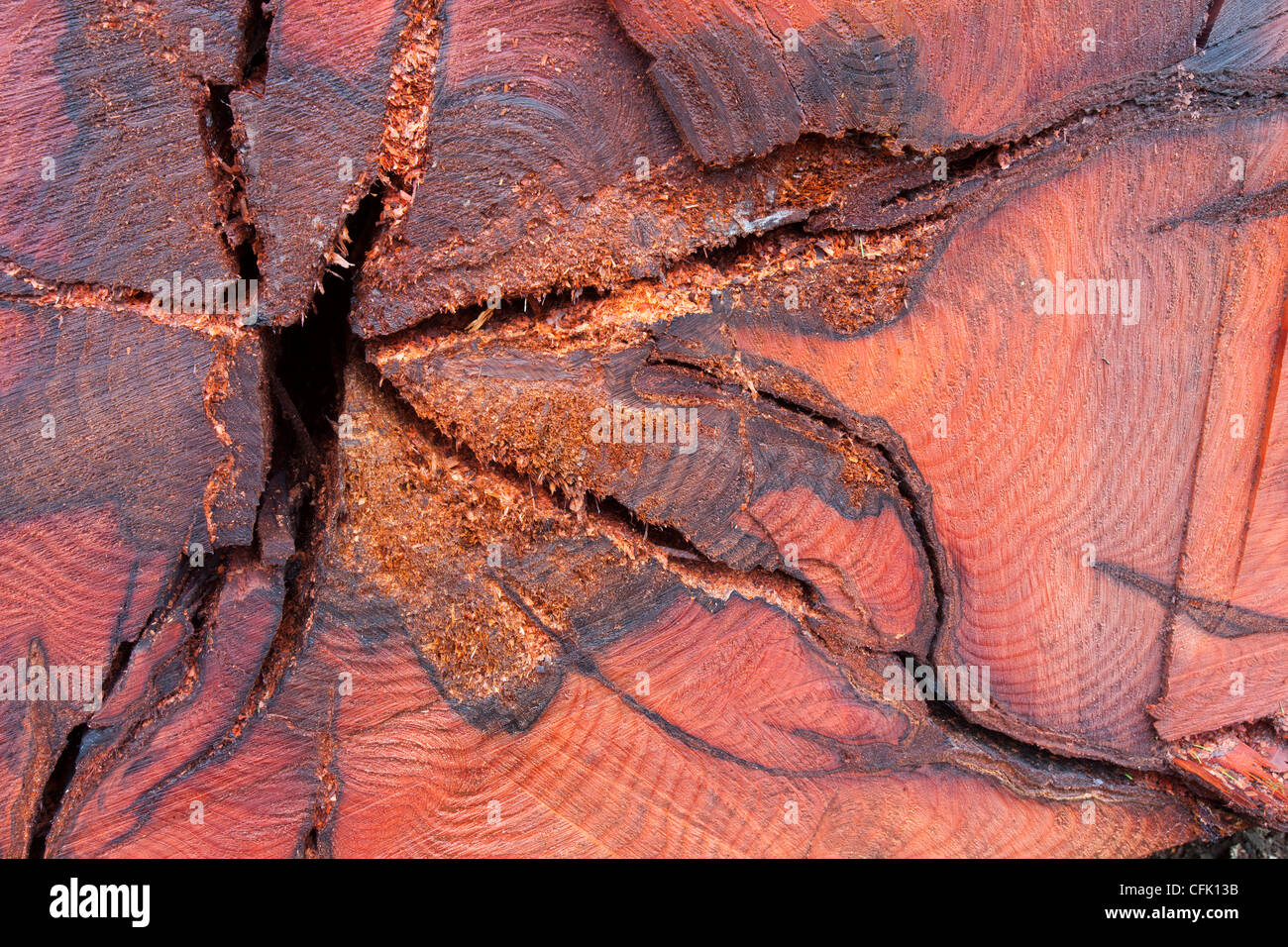 A massive Cedar tree that was infected with honey Fungus is chopped ...