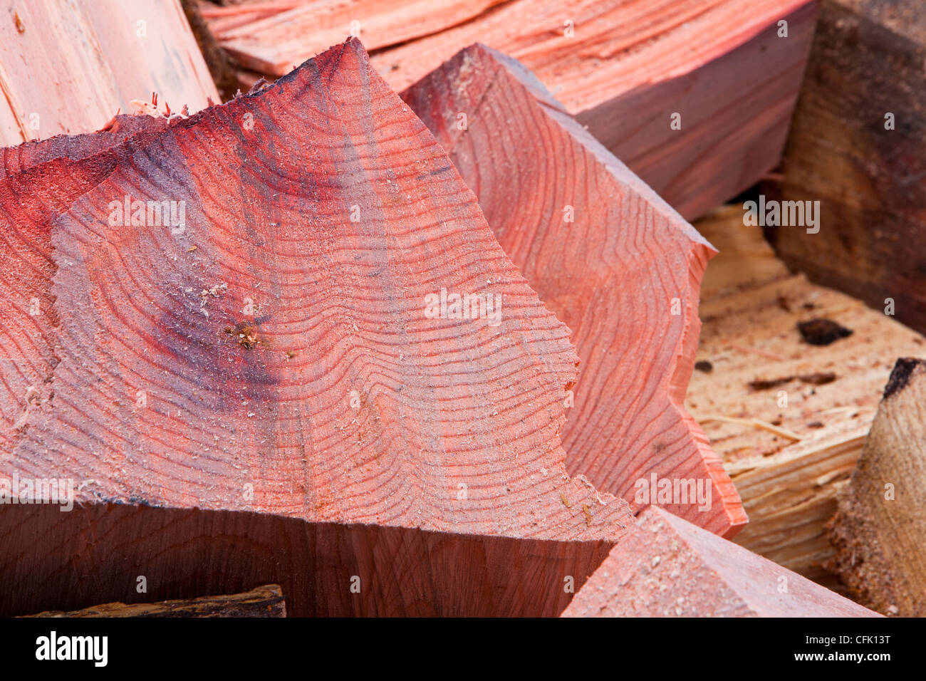 A massive Cedar tree that was infected with honey Fungus is chopped ...