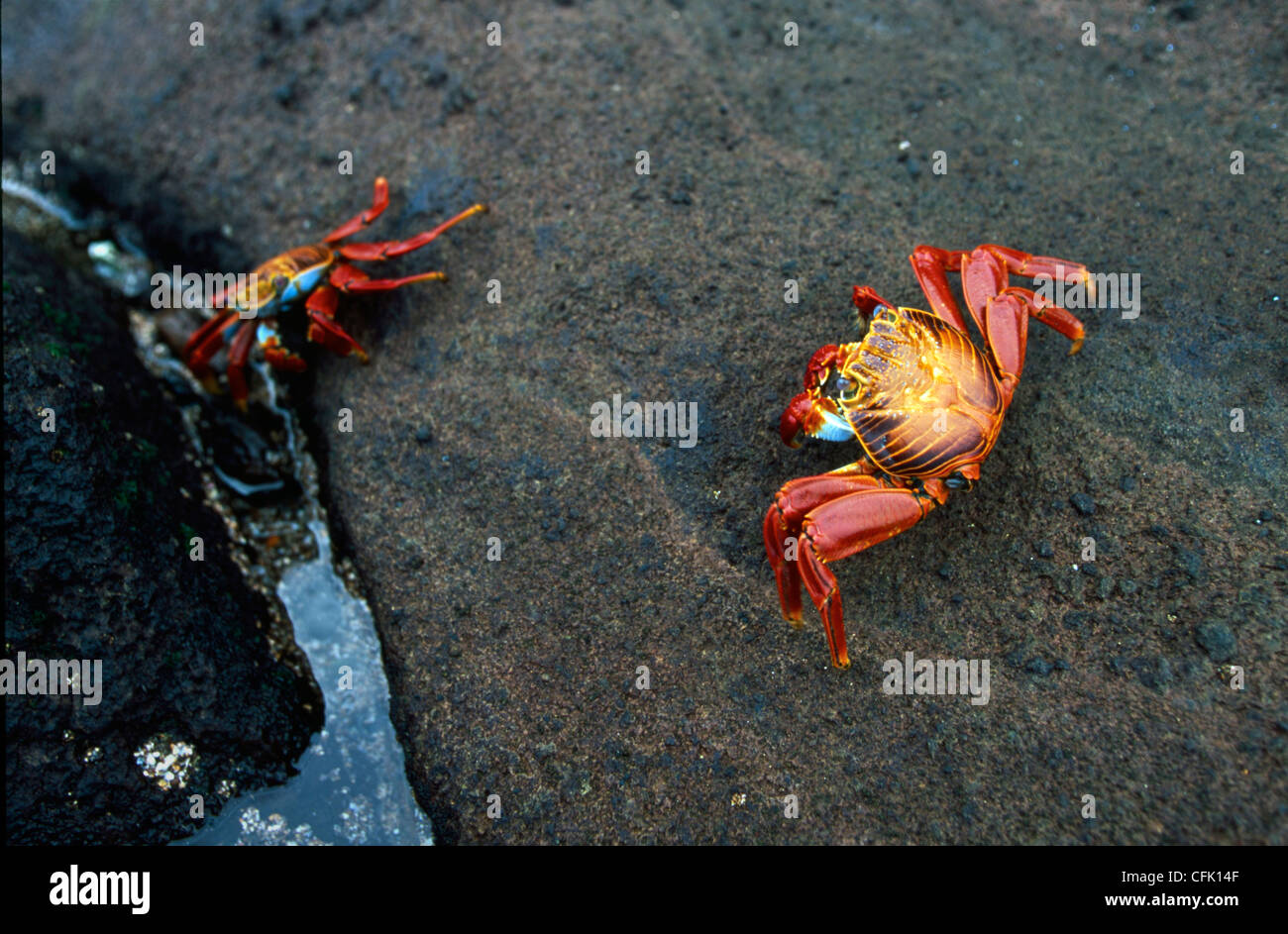 Sally Light foot crab (Graspsus grapsus Stock Photo - Alamy