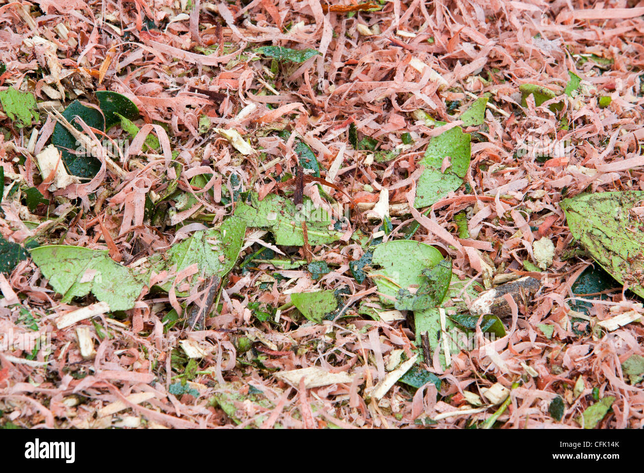 A massive Cedar tree that was infected with honey Fungus is chopped ...