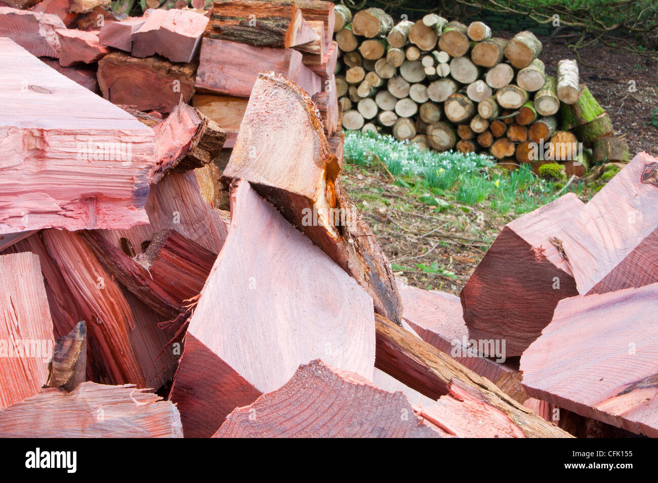 A massive Cedar tree that was infected with honey Fungus is chopped ...