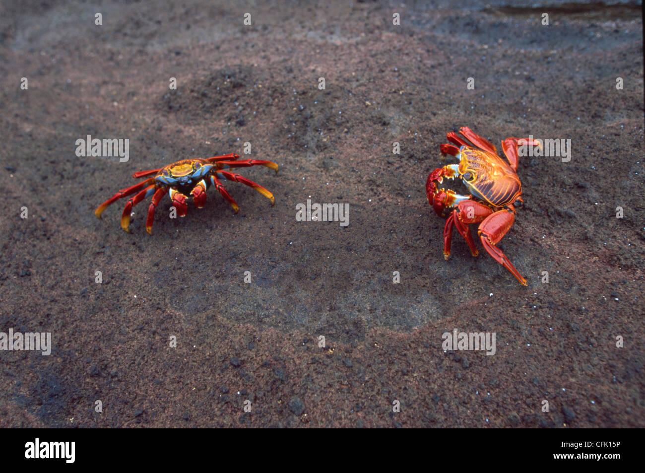 Sally Light foot crab (Graspsus grapsus Stock Photo - Alamy