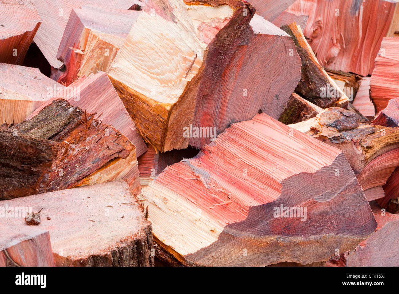 A massive Cedar tree that was infected with honey Fungus is chopped ...