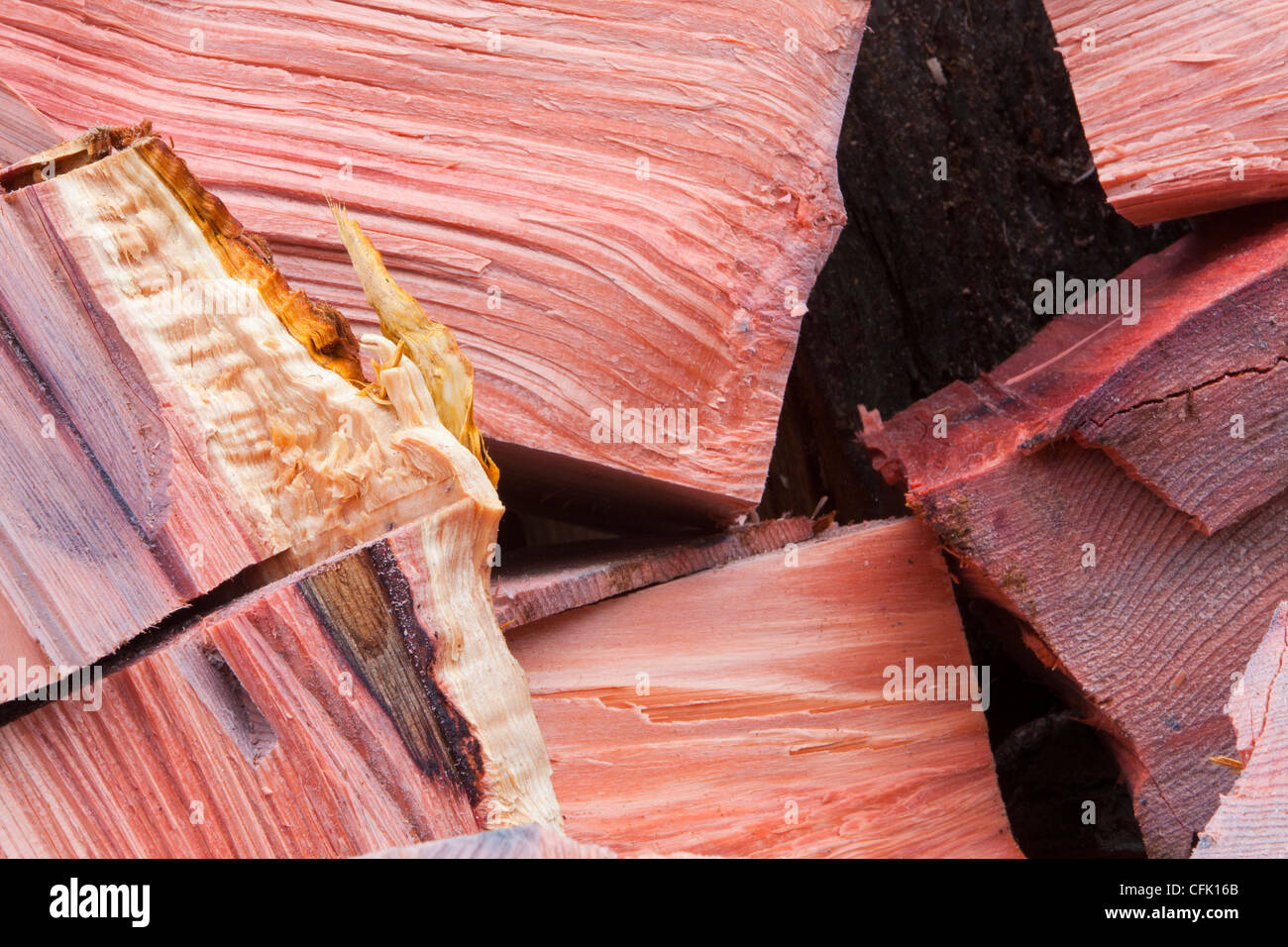 A massive Cedar tree that was infected with honey Fungus is chopped ...