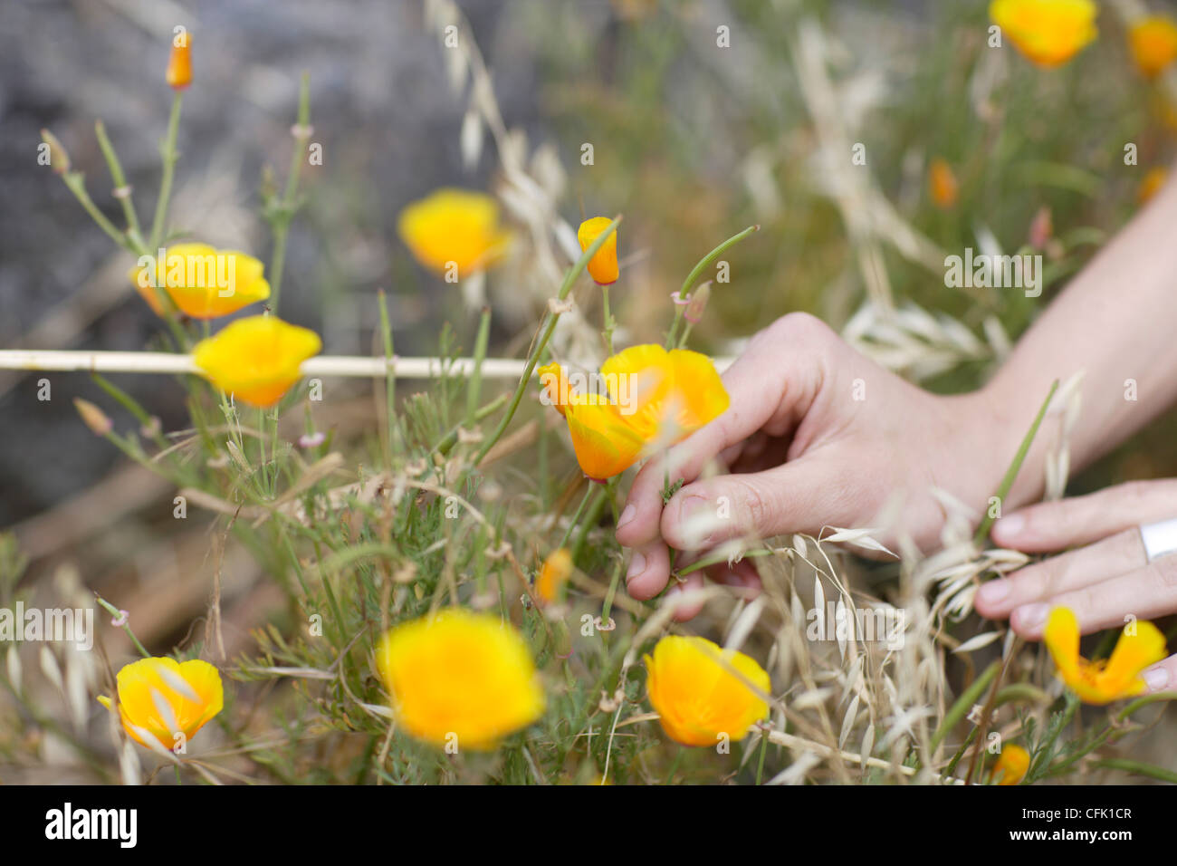 Hands Picking Wildflowers Stock Photo - Alamy