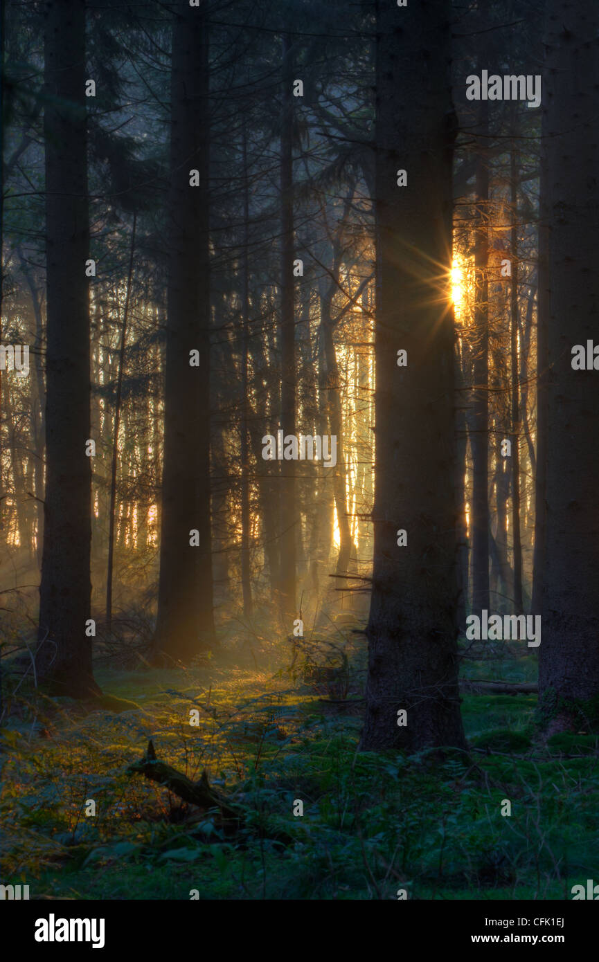 Dark forest sun rays hi-res stock photography and images - Alamy