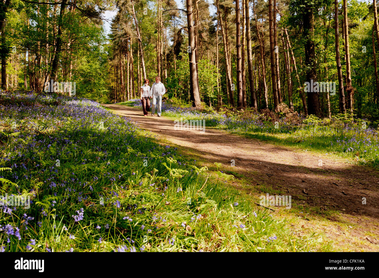 couple walking on path through bluebell woods Stock Photo - Alamy