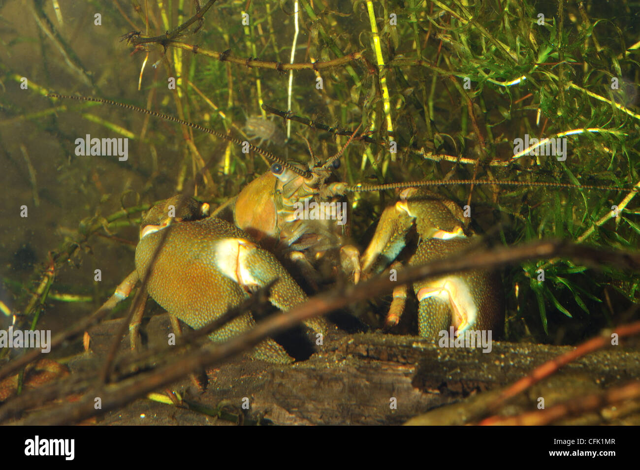 Signal crayfish - Californian crayfish - Pacific crayfish (Pacifastacus ...