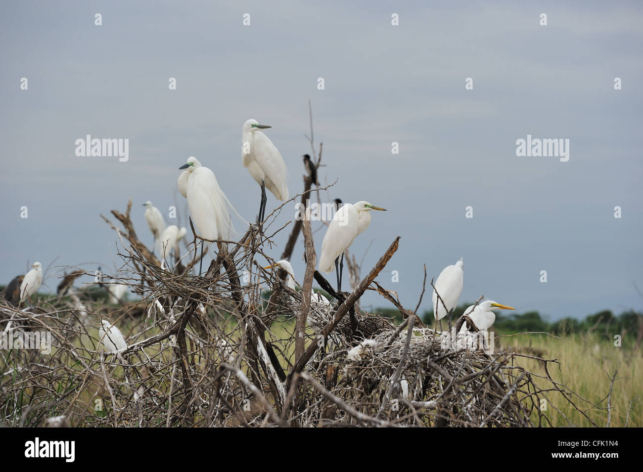Intermediate egret (Egretta intermedia - Ardea intermedia) with Great ...