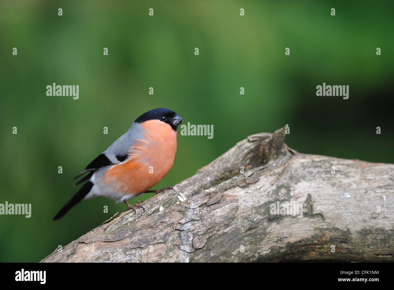 Eurasian Bullfinch - Northern Bullfinch - Common Bullfinch (Pyrrhula ...
