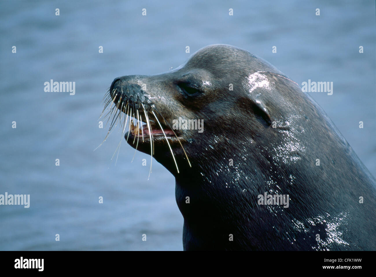 Male sea lion in Galapagos Stock Photo - Alamy