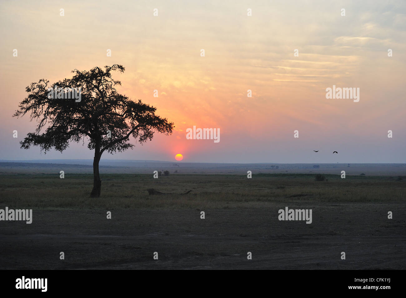 Maasai mara kenya landscape sunset hi-res stock photography and images ...