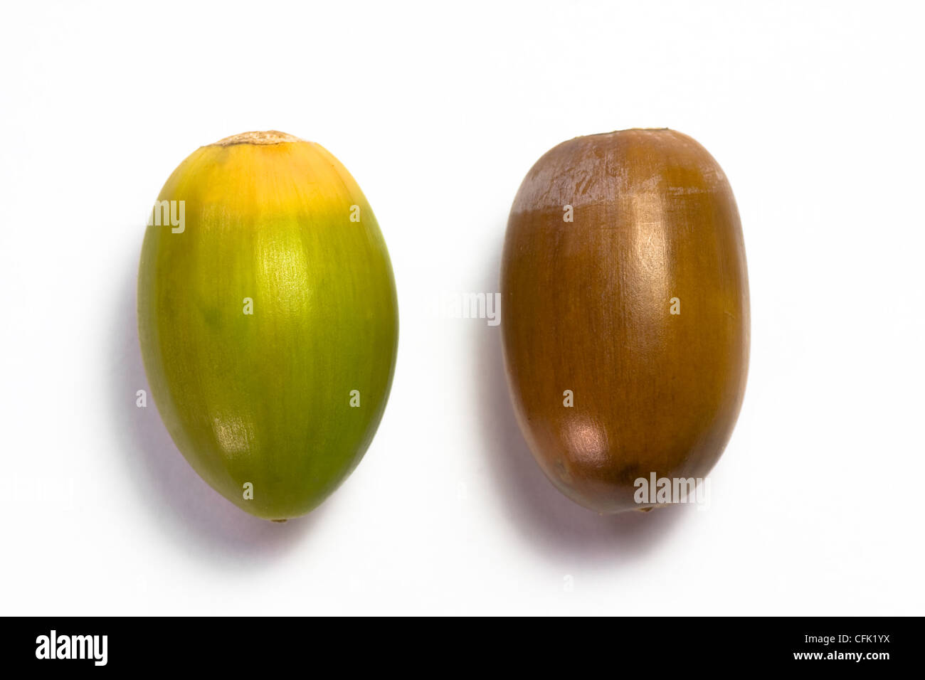 Acorn detail Cut Out Stock Images & Pictures - Alamy