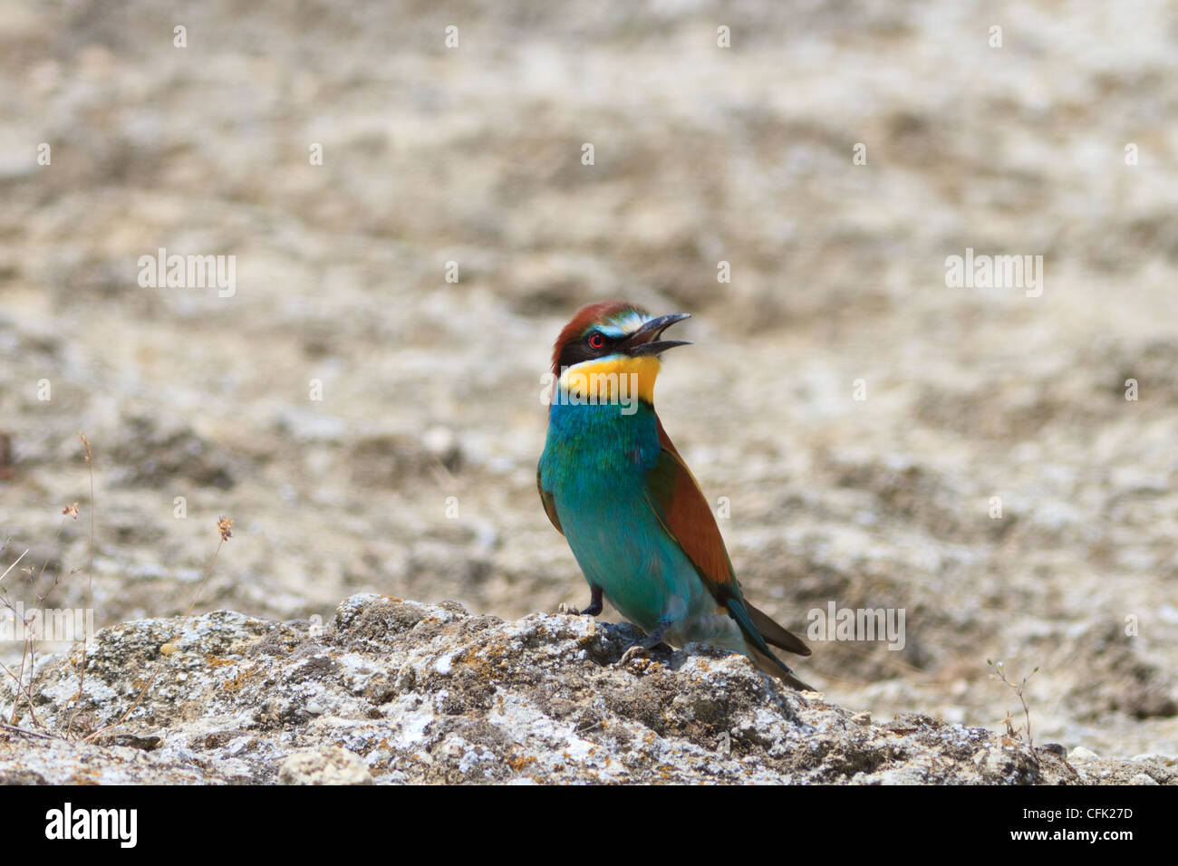 european bee eater Stock Photo - Alamy