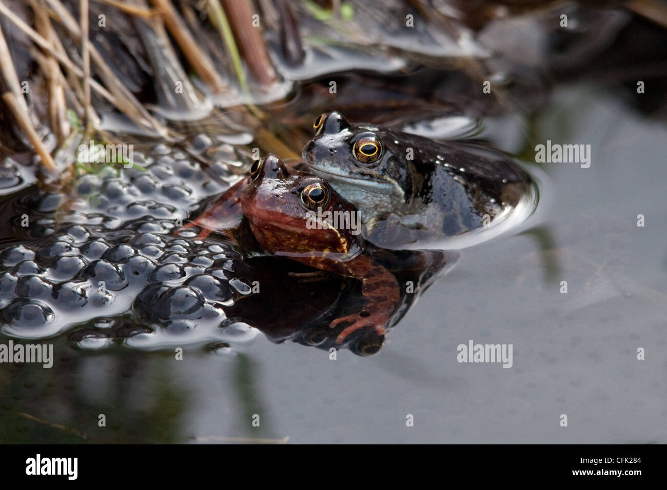 Frogs swimming in pond hi-res stock photography and images - Alamy