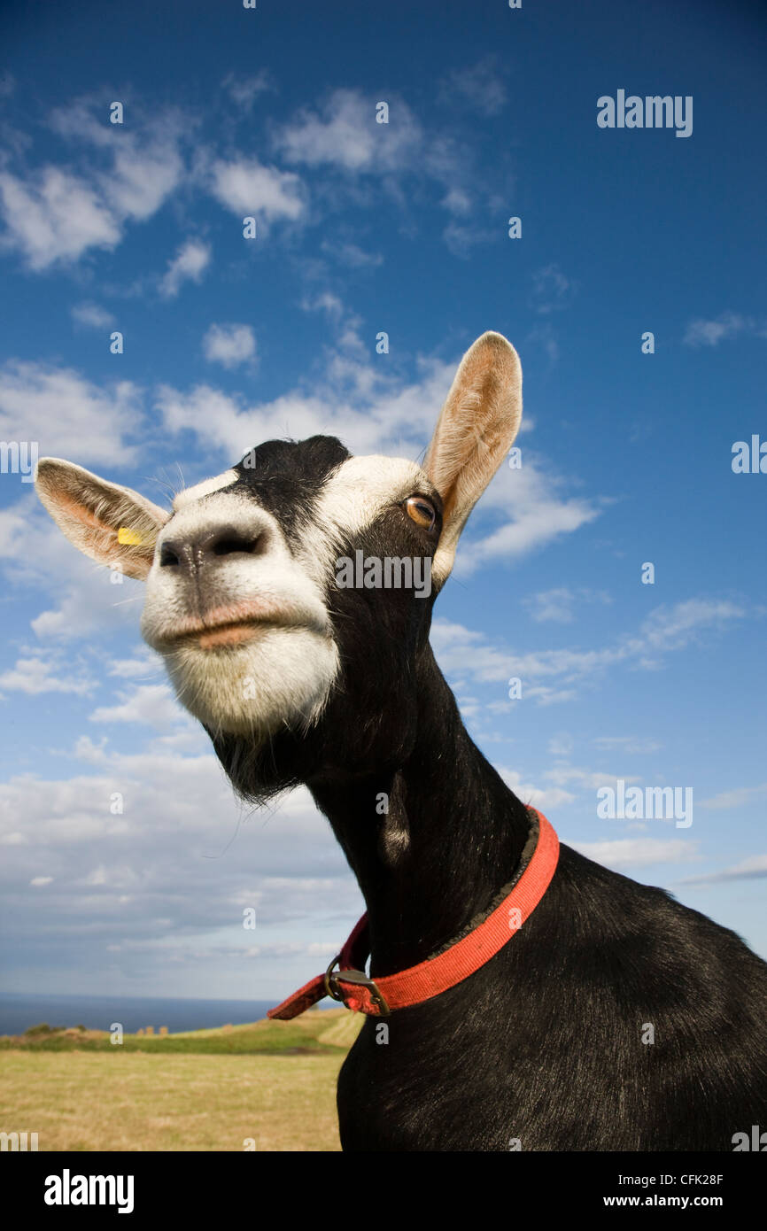 Goat with blue collar hi-res stock photography and images - Alamy