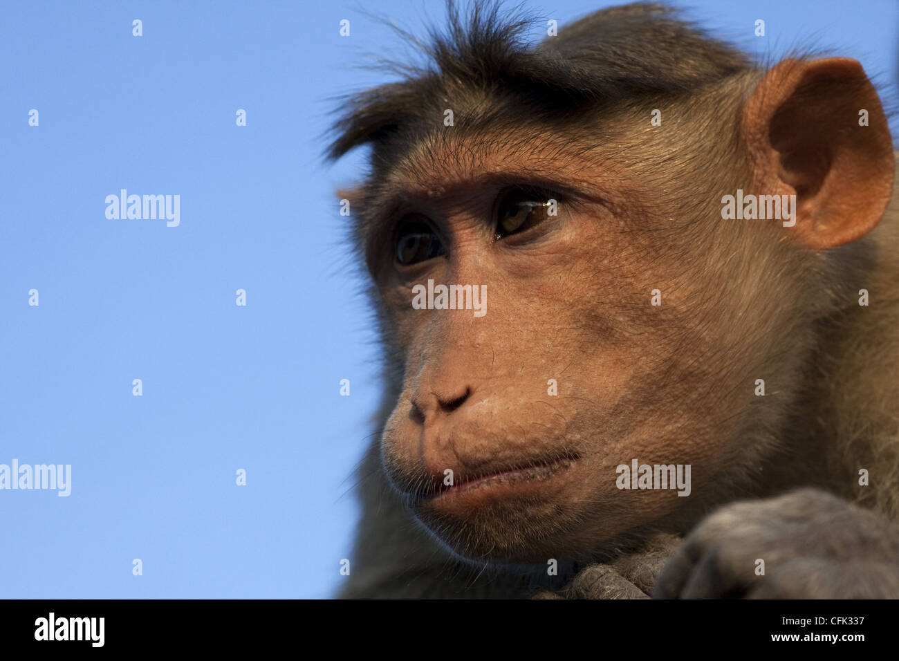 Bonnet Macaque monkey Stock Photo - Alamy