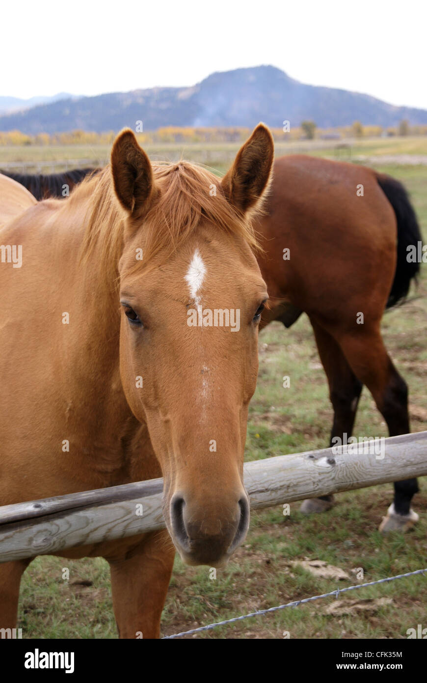 Big head horse hi-res stock photography and images - Alamy
